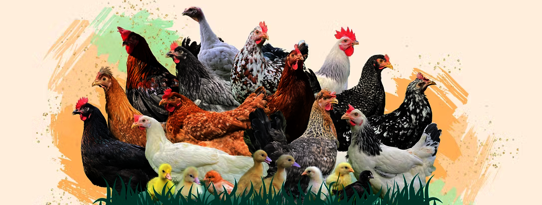 Kostbares Weinviertel: Geflügelhof Diglas - 3483 Feuersbrunn